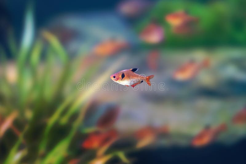 Serpae Tetra - Freshwater Fish Stock Photo - Image of eques, callistus ...