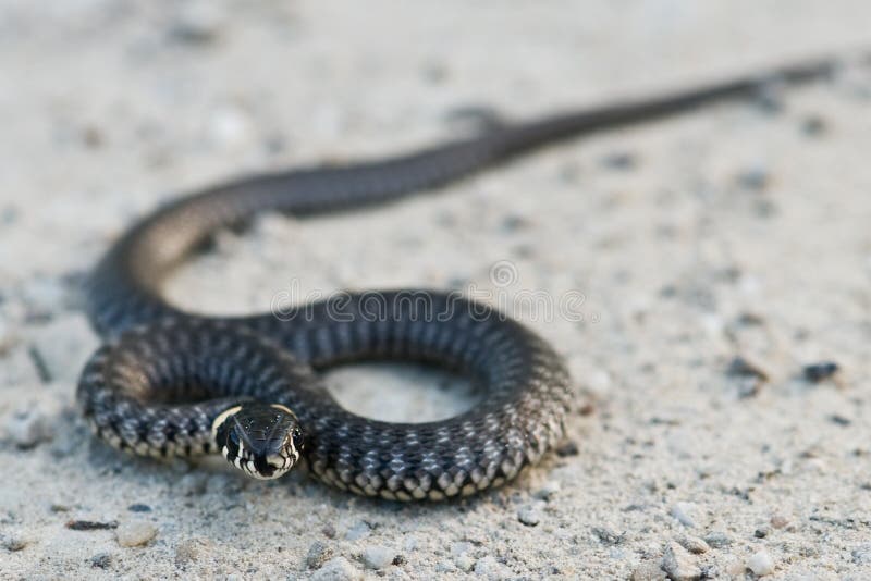 Serpent D'herbe, Rampant Le Long De La Terre Serpent Atoxique Effrayé ...