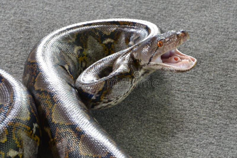 Serpent photo stock. Image du venin, formation, ferme - 47763302