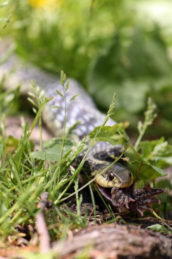 Le serpent avale la proie photo stock. Image du nature - 178133926
