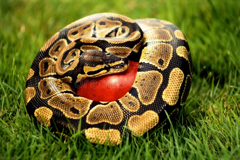 Serpent on apple stock image. Image of meadow, python - 2524621