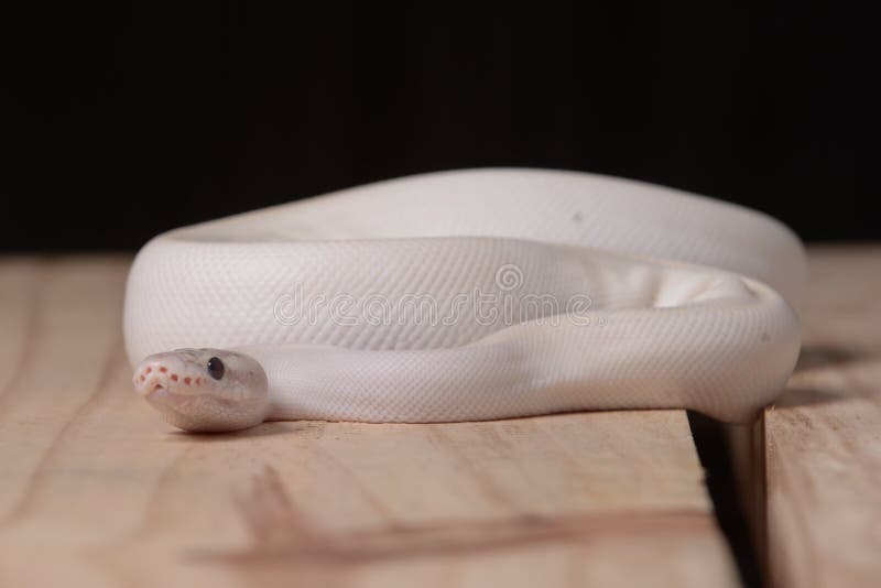 Serpent Blanc De Python De Boule Photo stock - Image du mamba, bille ...
