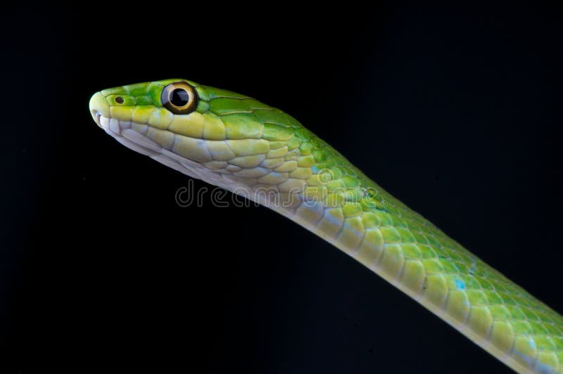 Serpent d'herbe image stock. Image du pets, thaïlande - 19480443