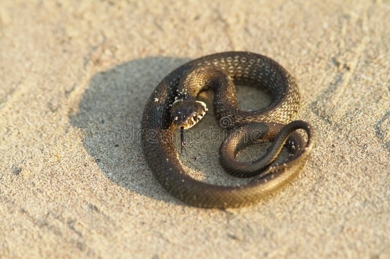 Serpent D'herbe Sur La Plage Sablonneuse Image stock - Image du ...