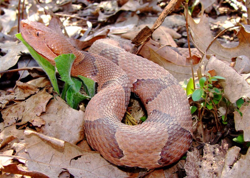 Serpent D'Osage Copperhead, Contortrix D'Agkistrodon Photo stock - Image du désert, pupille ...
