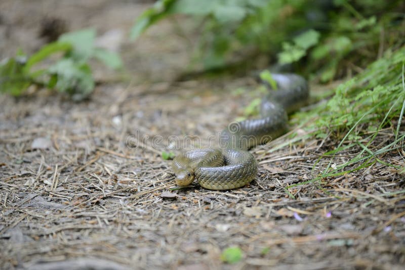 Accouplement Aesculapian De Serpents Image stock - Image du longtemps ...