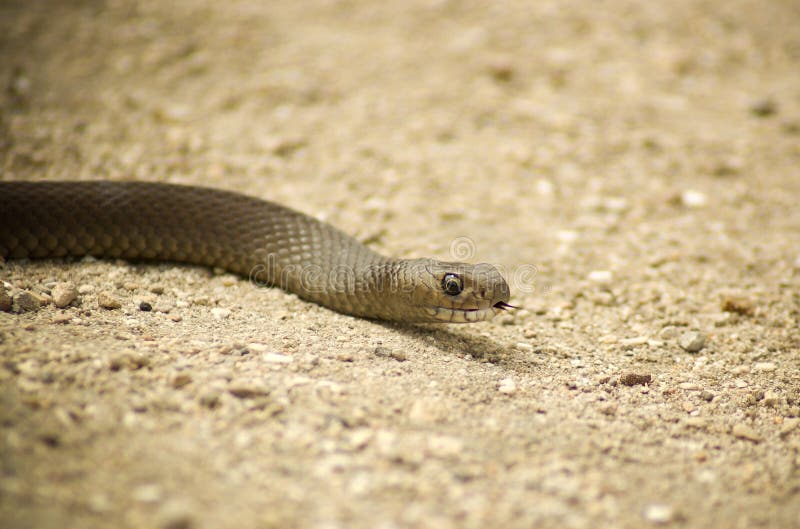 Natrix. Serpent Noir Rampant Sur Le Sable. Photo stock - Image du lisse ...
