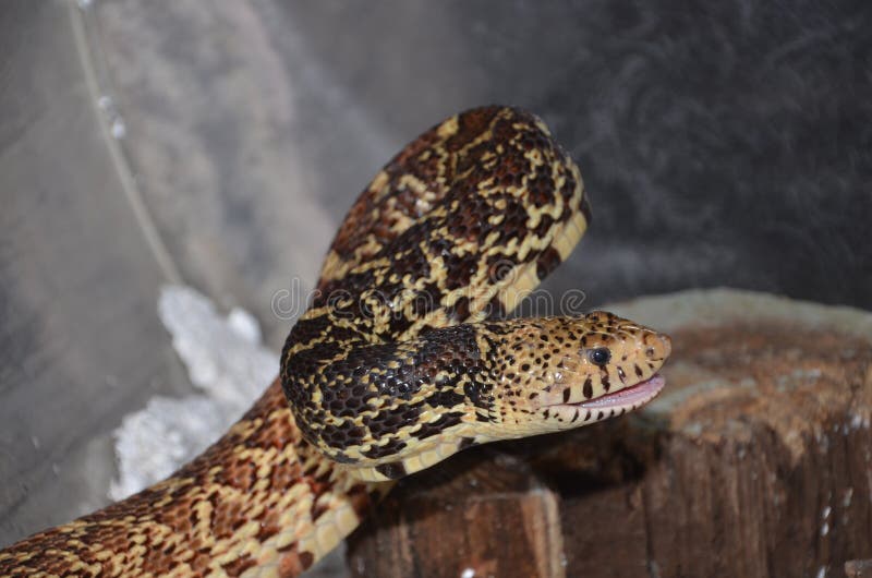 Serpent de Bull image stock. Image du bull, serpent - 19816345