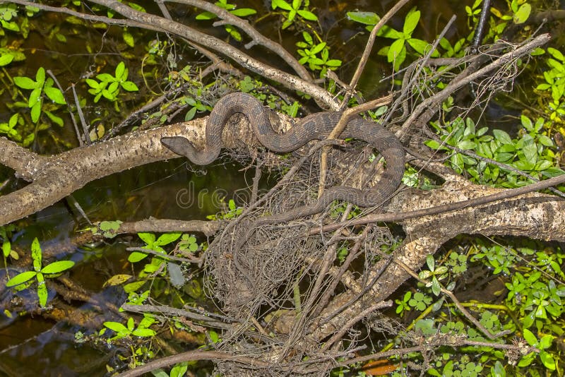 Serpent Rampant Sur La Fin De La Terre Photo stock - Image du animal ...