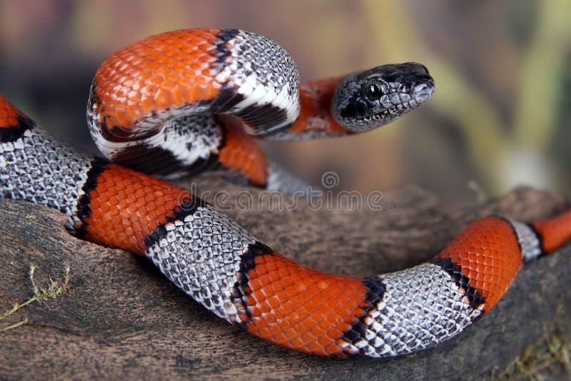 Serpent De Corail, PS De Calliophis, Colonie De Lait D'Aarey, INDE ...