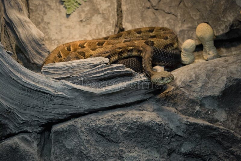Serpent De Ferraillement De Bois De Construction Image stock - Image du ...