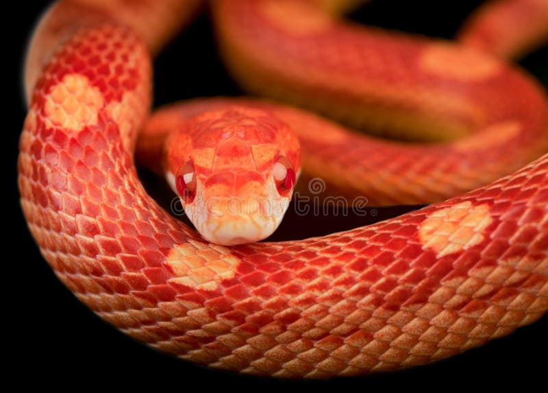 Tête Bleue De Face De Gros Plan De Serpents Du Viper De Serpents Du ...