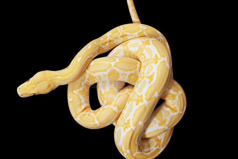 Serpent De Python Albinos De Tigre Image stock - Image du isolement ...