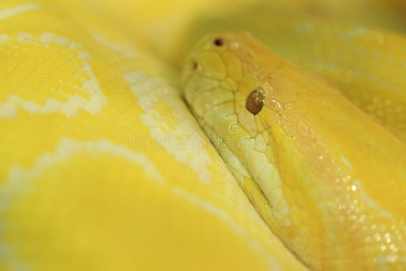 Serpent De Python Albinos De Tigre Image stock - Image du oeil, reptile ...
