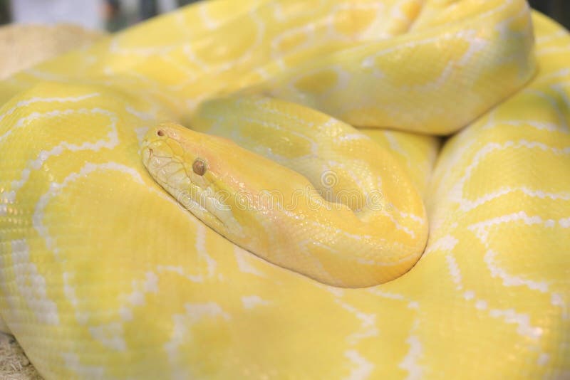 Serpent De Python Albinos De Tigre Photo stock - Image du couleur ...