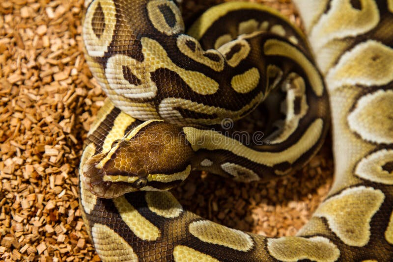 Serpent de python de boule photo stock. Image du faune - 117199356