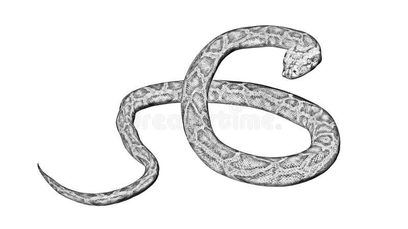 Serpent De Python - Dessin Au Crayon Sur Le Fond Blanc Illustration ...