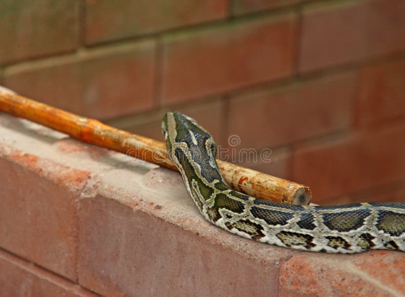 Serpent De Python Sur Le Mur De Briques Image stock - Image du peau ...