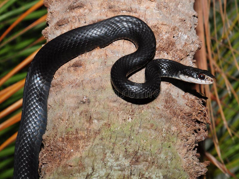 Serpent De Rat Noir - Obsoleta D'Elaphe Photo stock - Image du ...