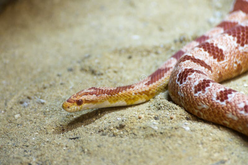 Serpent de sable rouge photo stock. Image du jaune, reptile - 60389244