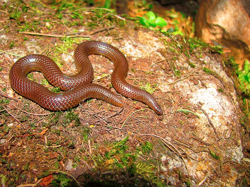 Serpent De Corail, PS De Calliophis, Colonie De Lait D'Aarey, INDE ...