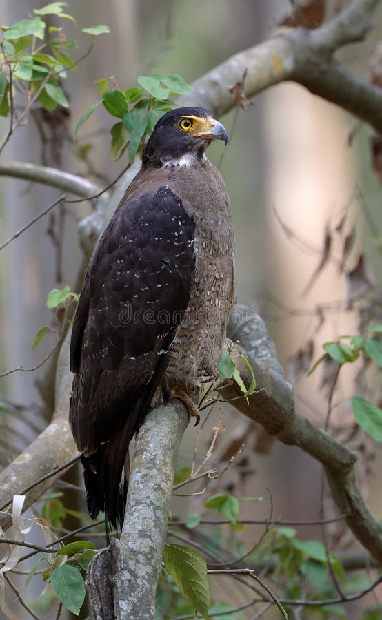 Serpent eagle stock photo. Image of raptor, serpent - 163924102