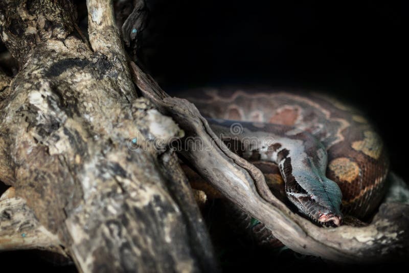 Serpent effrayant photo stock. Image du chasseur, froid - 46389872