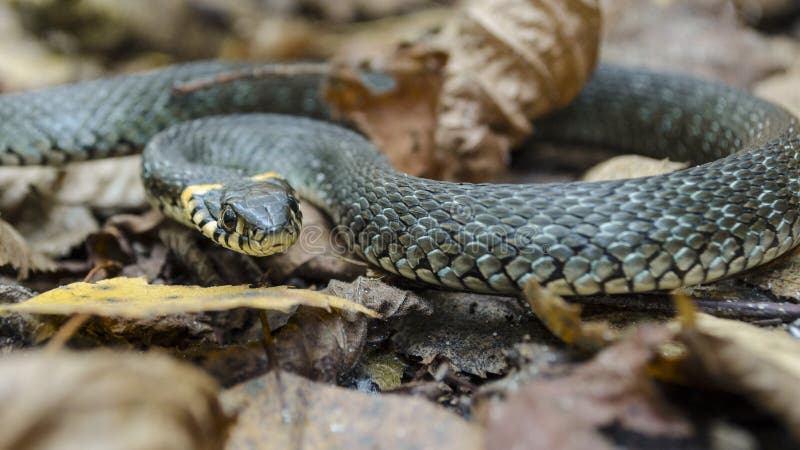 Serpent stock image. Image of view, leaves, stares, fallen - 96642393