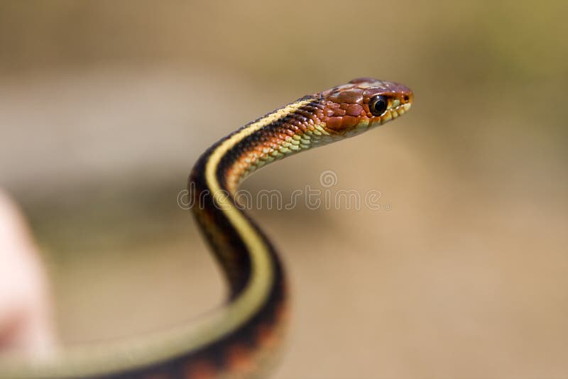 331 S Shaped Snake Stock Photos - Free & Royalty-Free Stock Photos from ...