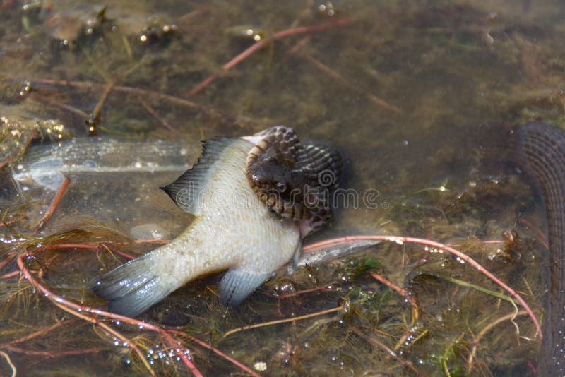 Serpent Mangeant Des Poissons En Rivière Image stock - Image du ...
