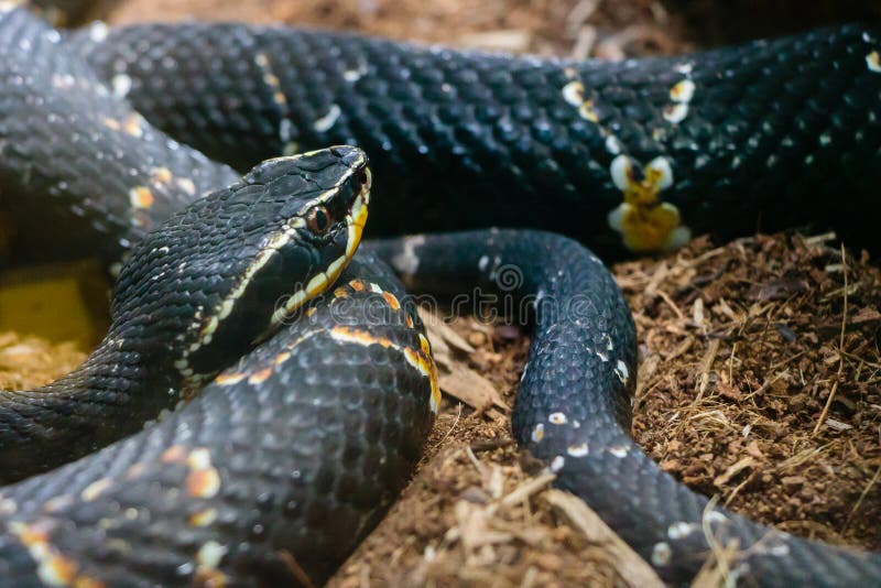 Serpent noir et jaune image stock. Image du faune, serpent - 86607807