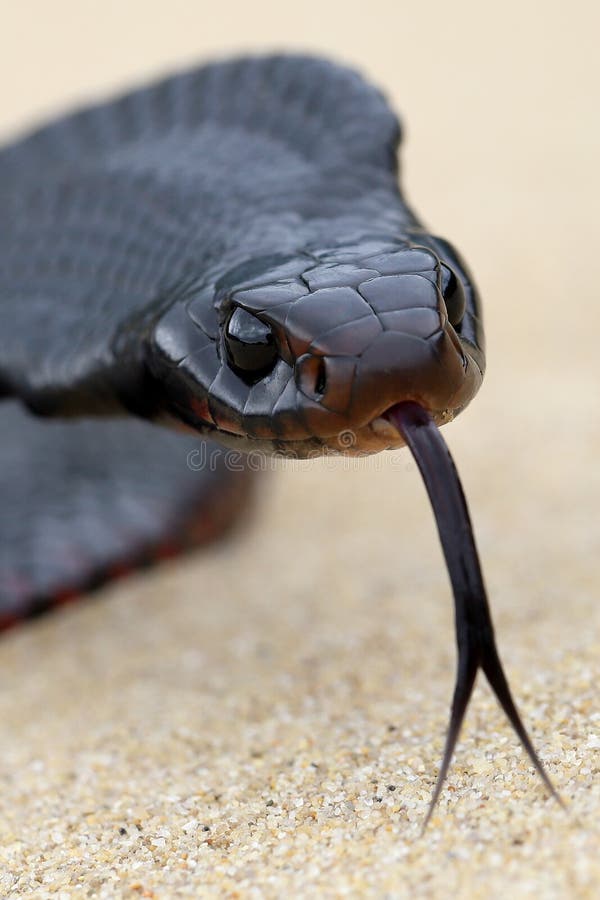 Serpent Noir à Ventre Rouge Image stock - Image du australie, reptile ...