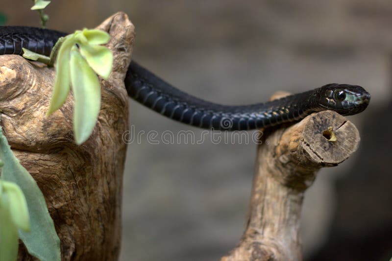 Serpent Noir Sur Le Branchement D'arbre Photo stock - Image du serpent ...