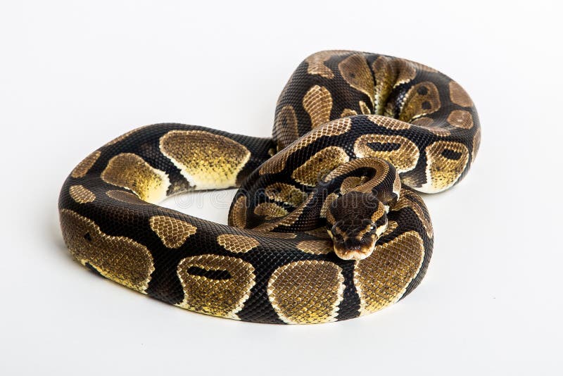 Bras De Serpent : Python Royal Image stock - Image du constricteur ...