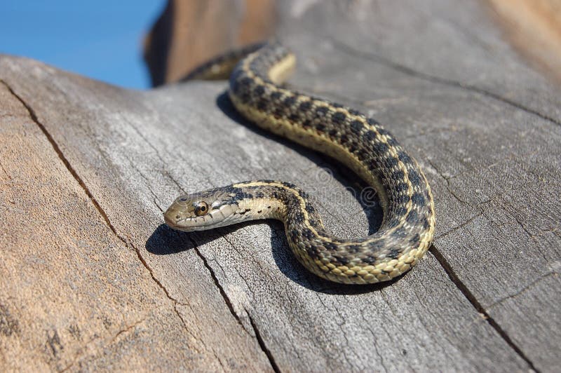 Serpent Slithering Dans L'arbre Photo stock - Image du serpent, méchant ...