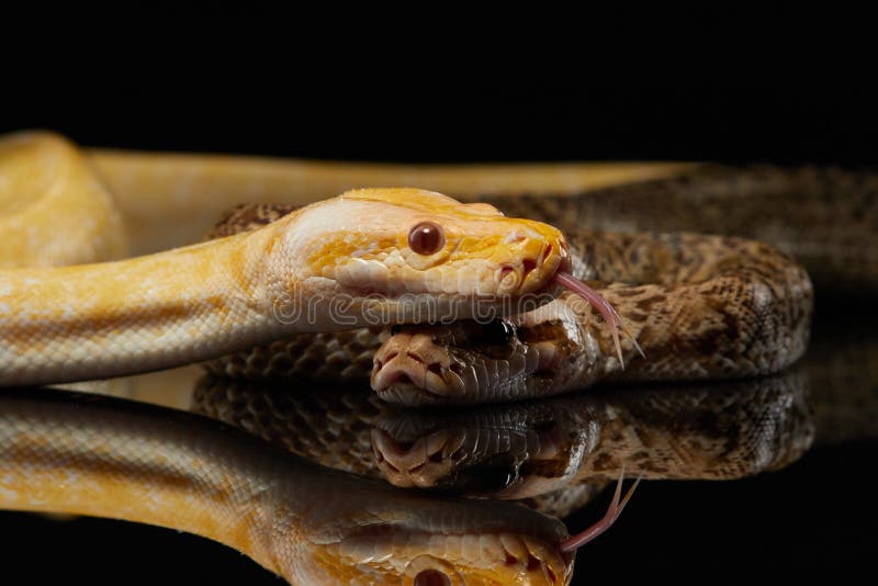 Serpent Sur Fond Noir. Python. Image stock - Image du beauté, sinistre ...