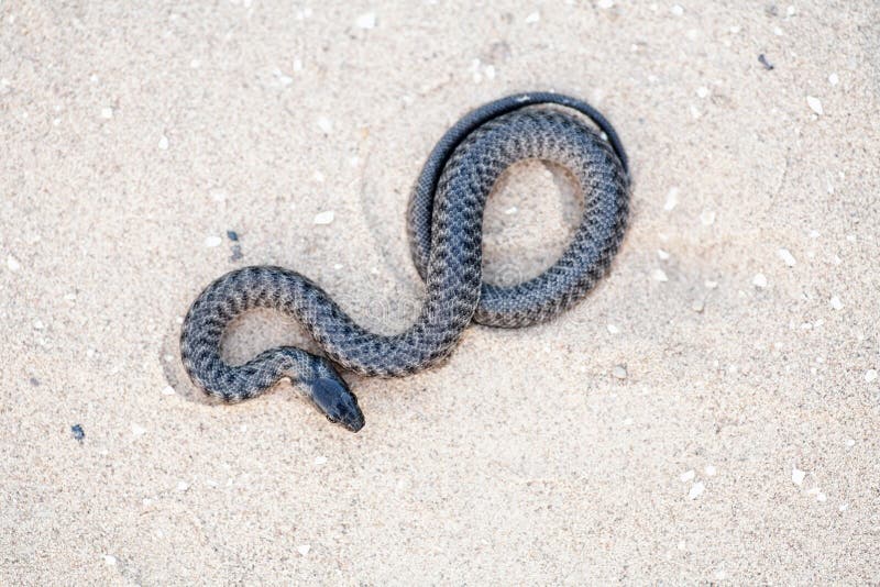 Serpent sur le sable image stock. Image du ensoleillé - 38497361