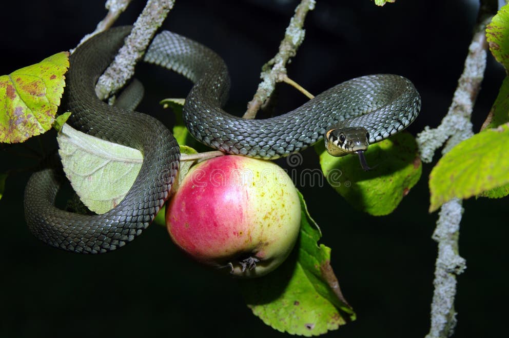 Serpent Tempter stock photo. Image of poison, apple, scaly - 20318502