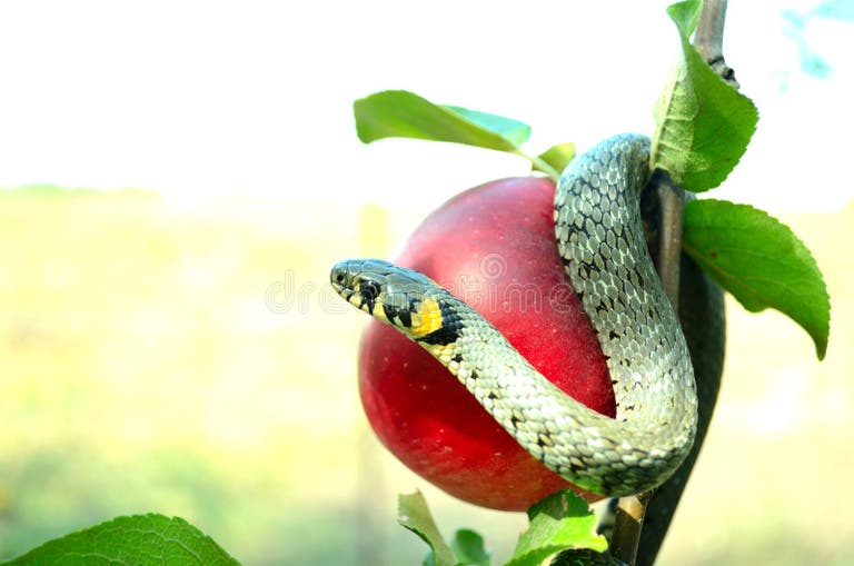 Serpent tempter stock photo. Image of garden, lonely - 20960102