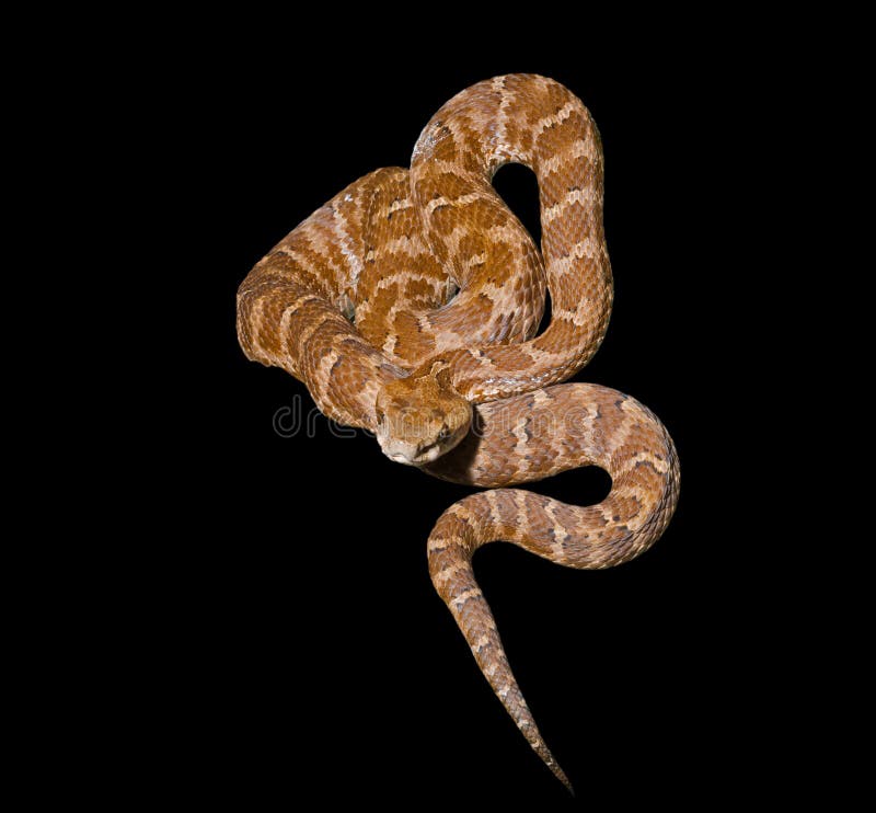 Serpent venimeux 10 image stock. Image du lézardez, sauvage - 15737045
