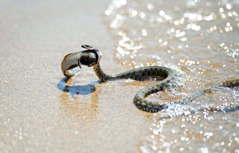 Serpent venimeux image stock. Image du habitat, poissons - 27400561