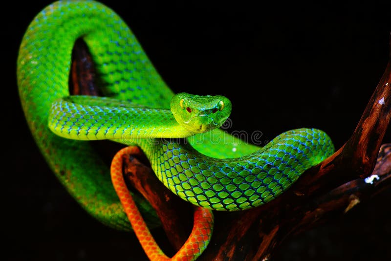 Serpent vert photo stock. Image du serpent, arbre, spirale - 8132252