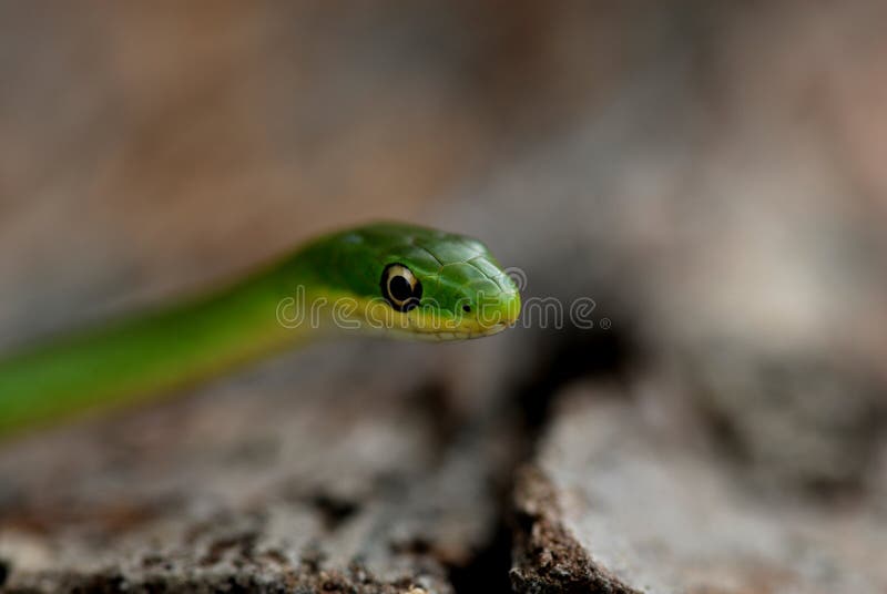Serpent vert rugueux photo stock. Image du biologie, environnement ...