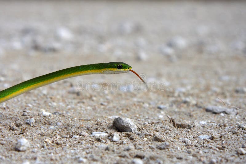 Serpent vert photo stock. Image du faune, marécages, nationale - 14148900