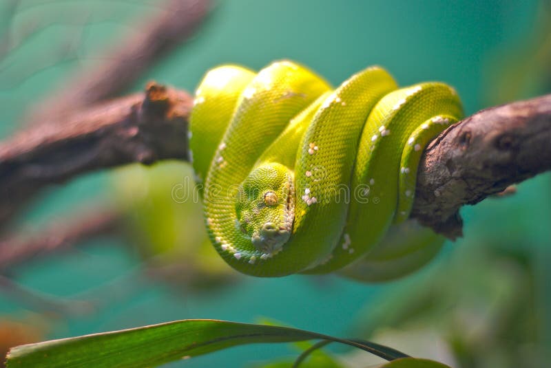 Serpent Vert photo stock. Image of danger, animal, oeil - 2574302