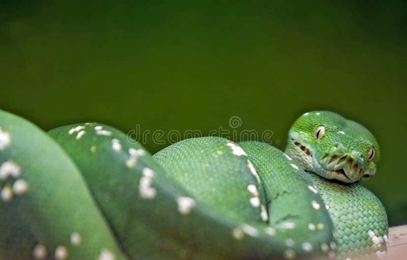 41,311 Photos de Serpent Vert - Photos de stock gratuites et libres de ...