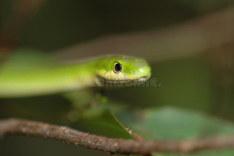 Serpent vert rugueux image stock. Image du nature, rugueux - 3852013