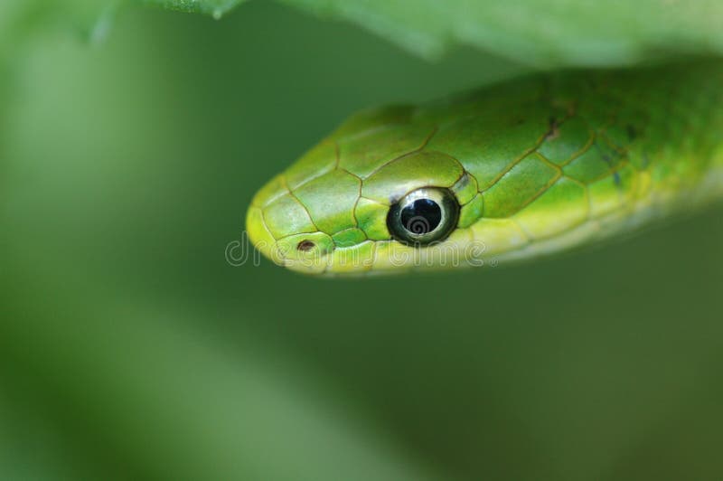 Serpent vert rugueux photo stock. Image du échelles, attente - 505672