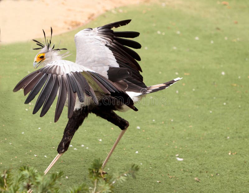 Serpentarius Del Sagitario De Secretarybird Foto de archivo - Imagen de ...
