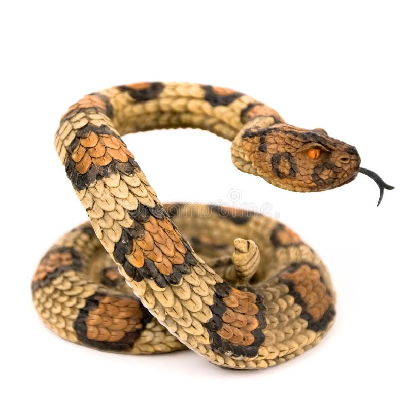 Serpente Imagem de Stock Royalty Free - Imagem: 6625176